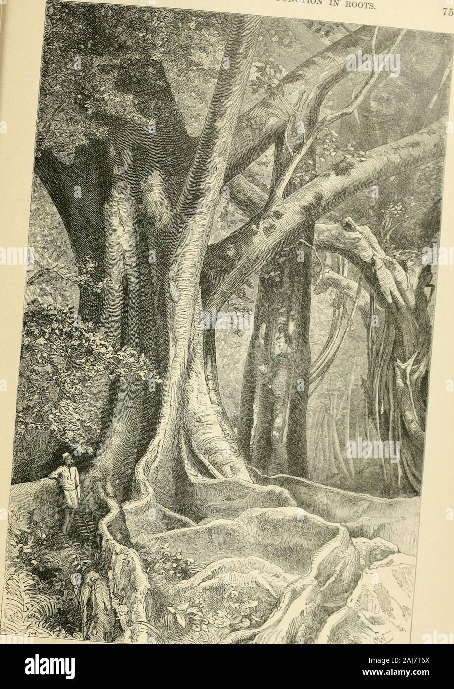 The natural history of plants, their forms, growth, reproduction, and ...