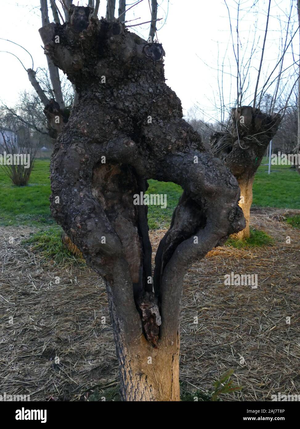 La Garette transformed its tad pole ash alley into enchanted alley each ...