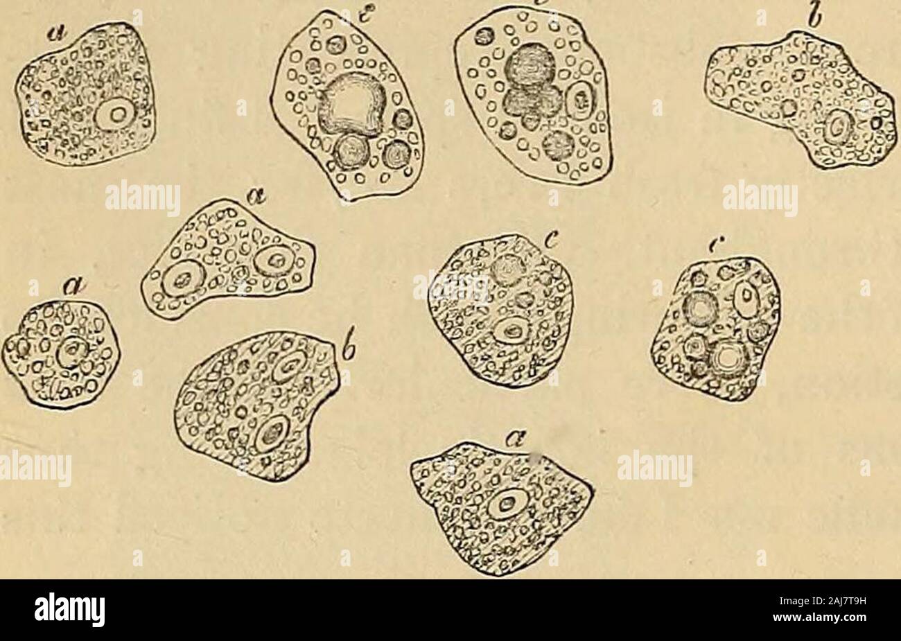 Rat liver cell hi-res stock photography and images - Alamy