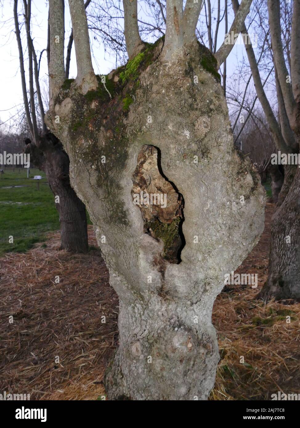 La Garette transformed its tad pole ash alley into enchanted alley each ...