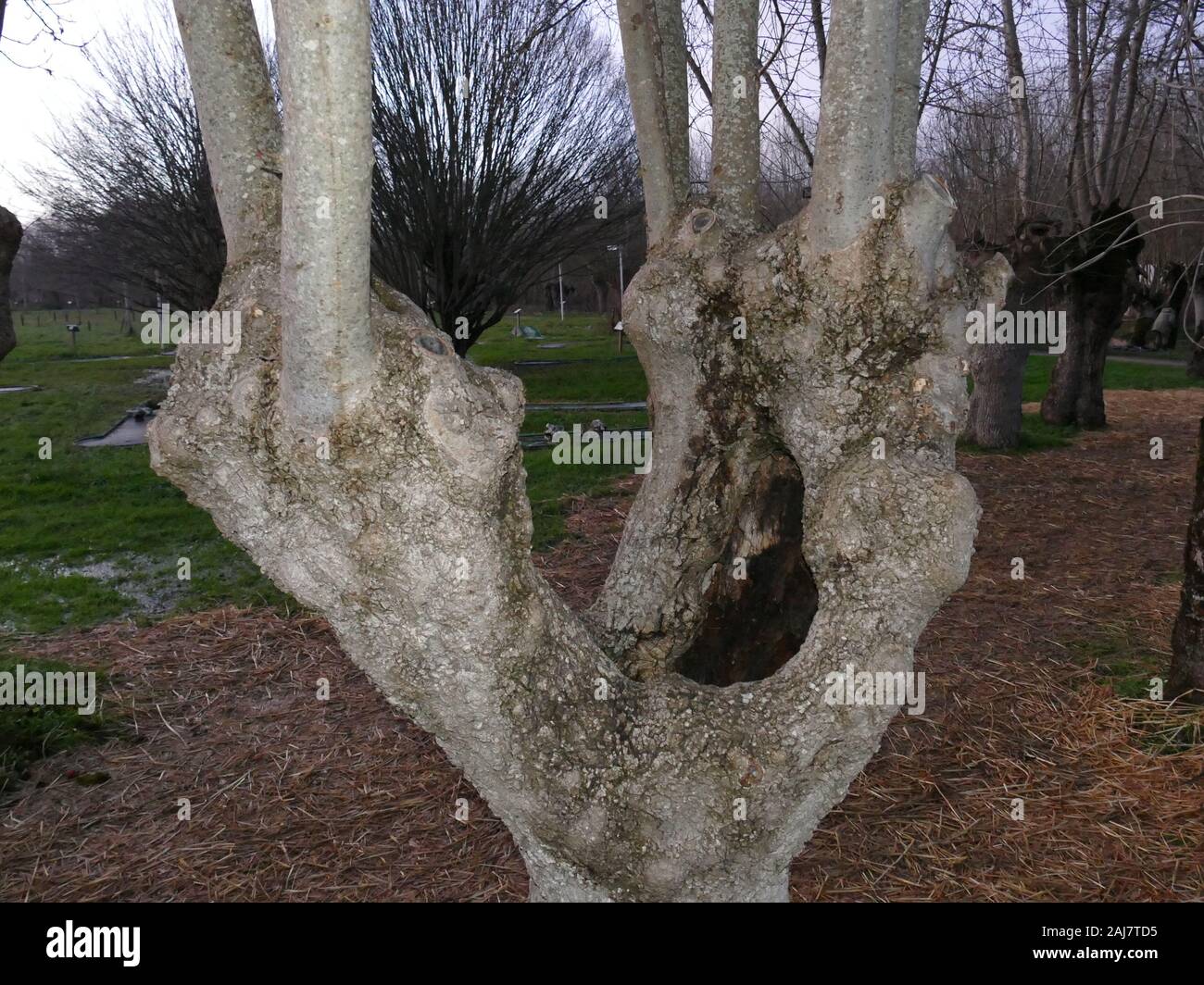 La Garette transformed its tad pole ash alley into enchanted alley each ...