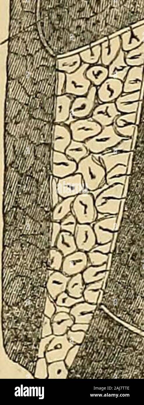 Histology complete hi-res stock photography and images - Alamy
