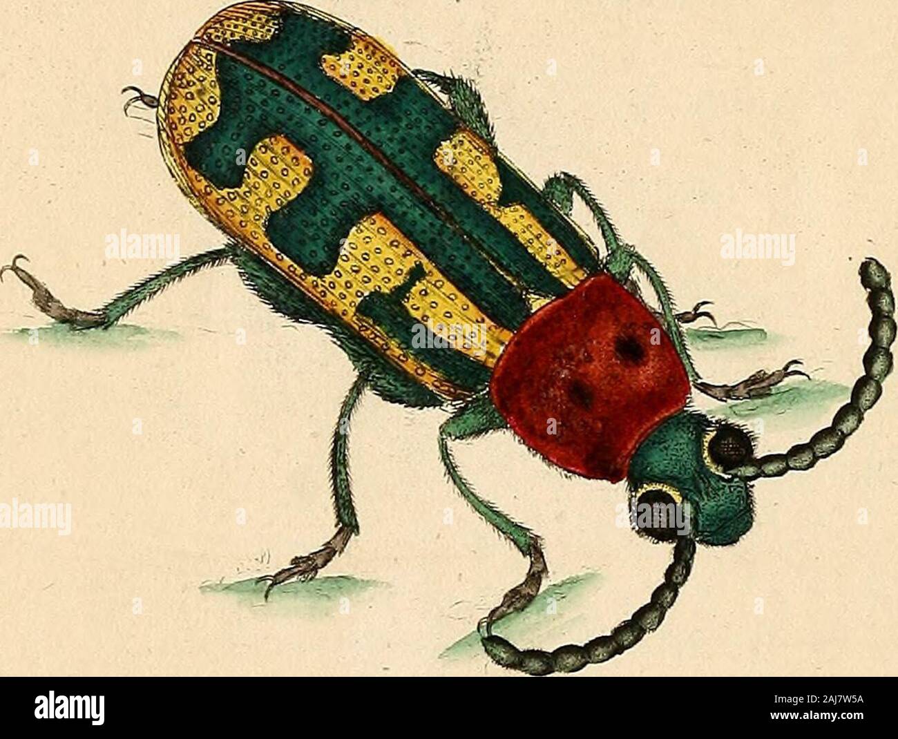 Margin shells hi-res stock photography and images - Alamy