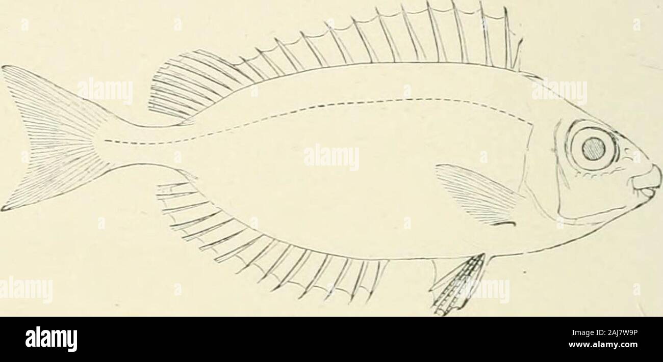 A treatise on zoology . Fig. 444.P/ataj; teira, Forsk. (After Day ...