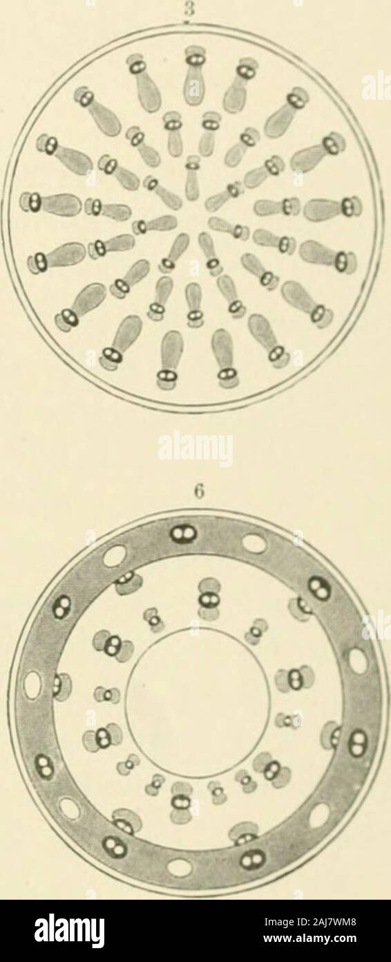 The natural history of plants, their forms, growth, reproduction, and ...