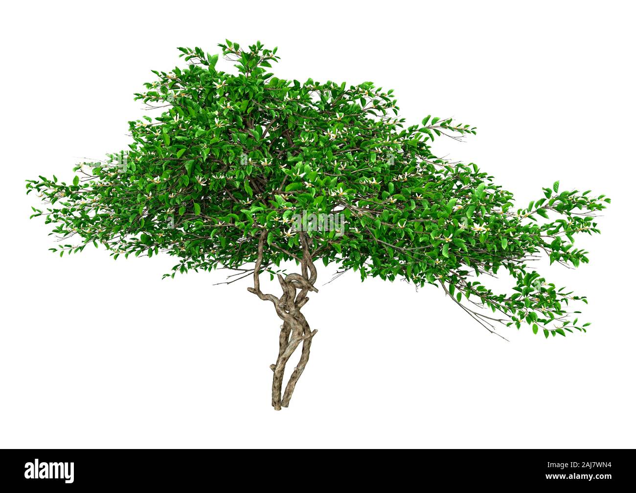 3D rendering of a blooming lemon tree isolated on white background ...