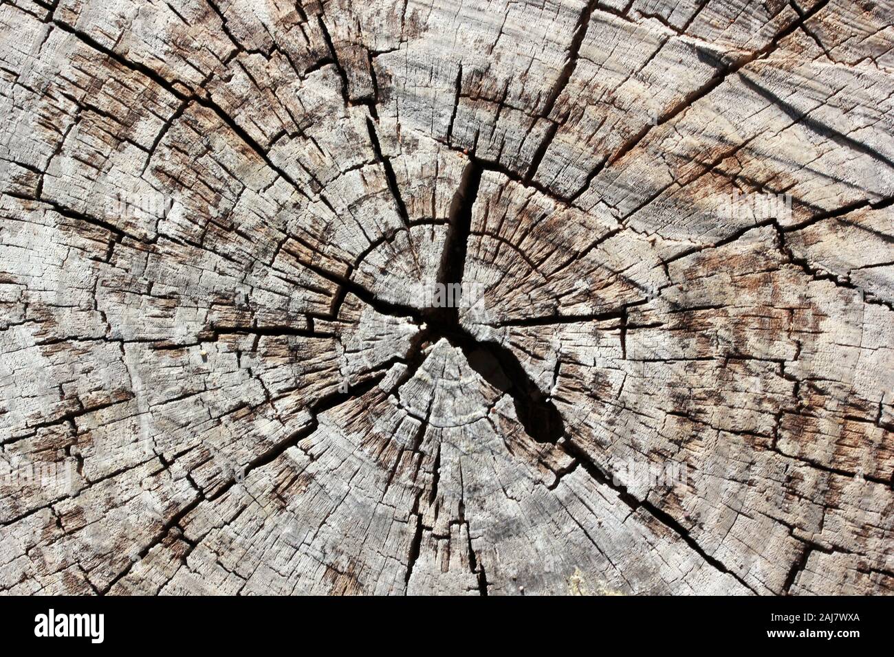 Tree ring texture background Stock Photo - Alamy