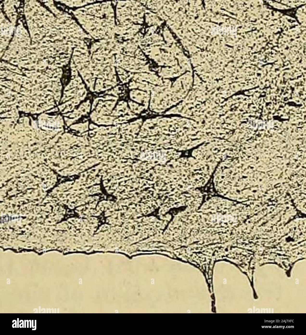 Nervous Tissue Processes