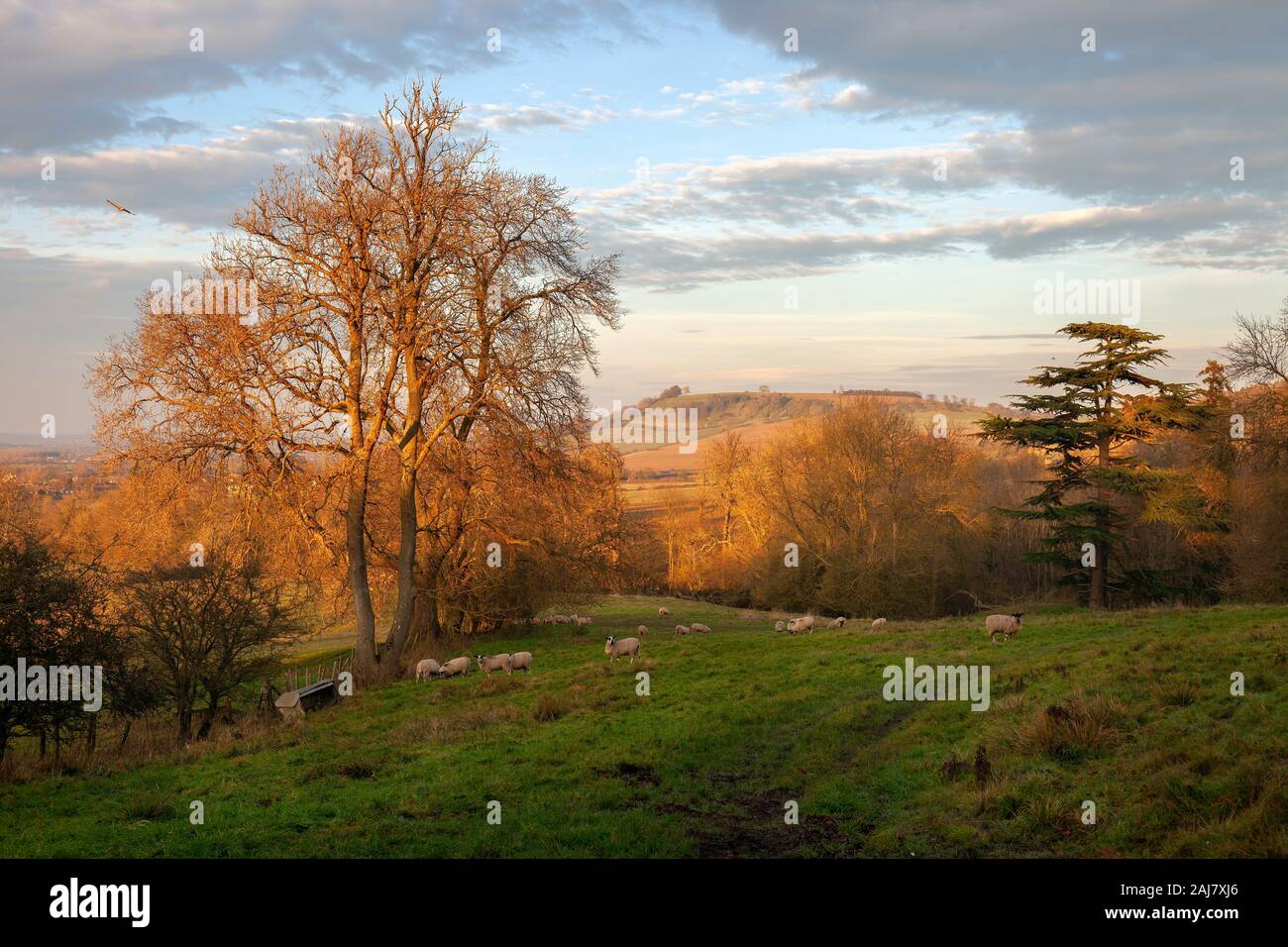 Chipping campden countryside animals hi-res stock photography and ...