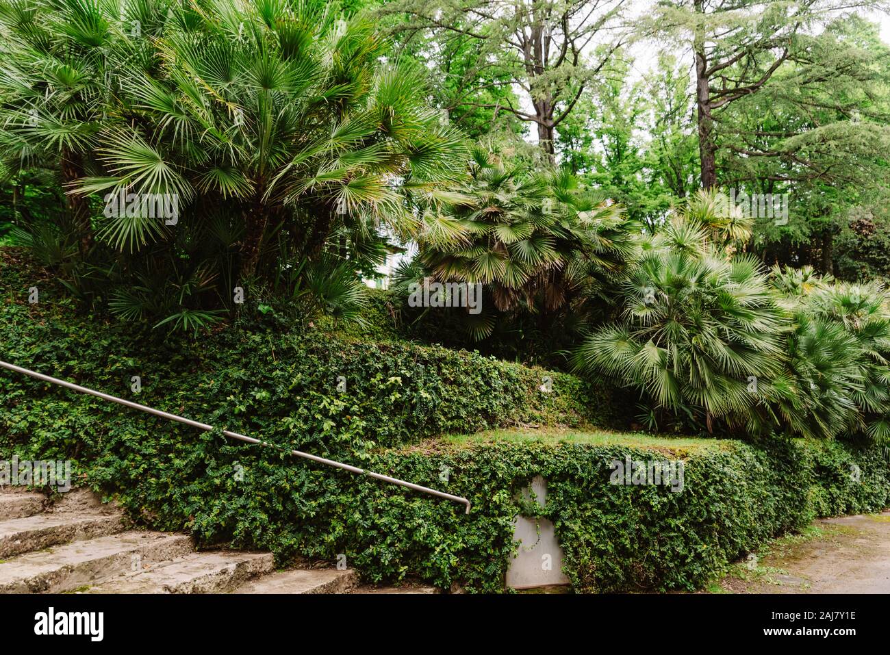 A large botanical garden and beautiful green bushes with sharp leaves ...