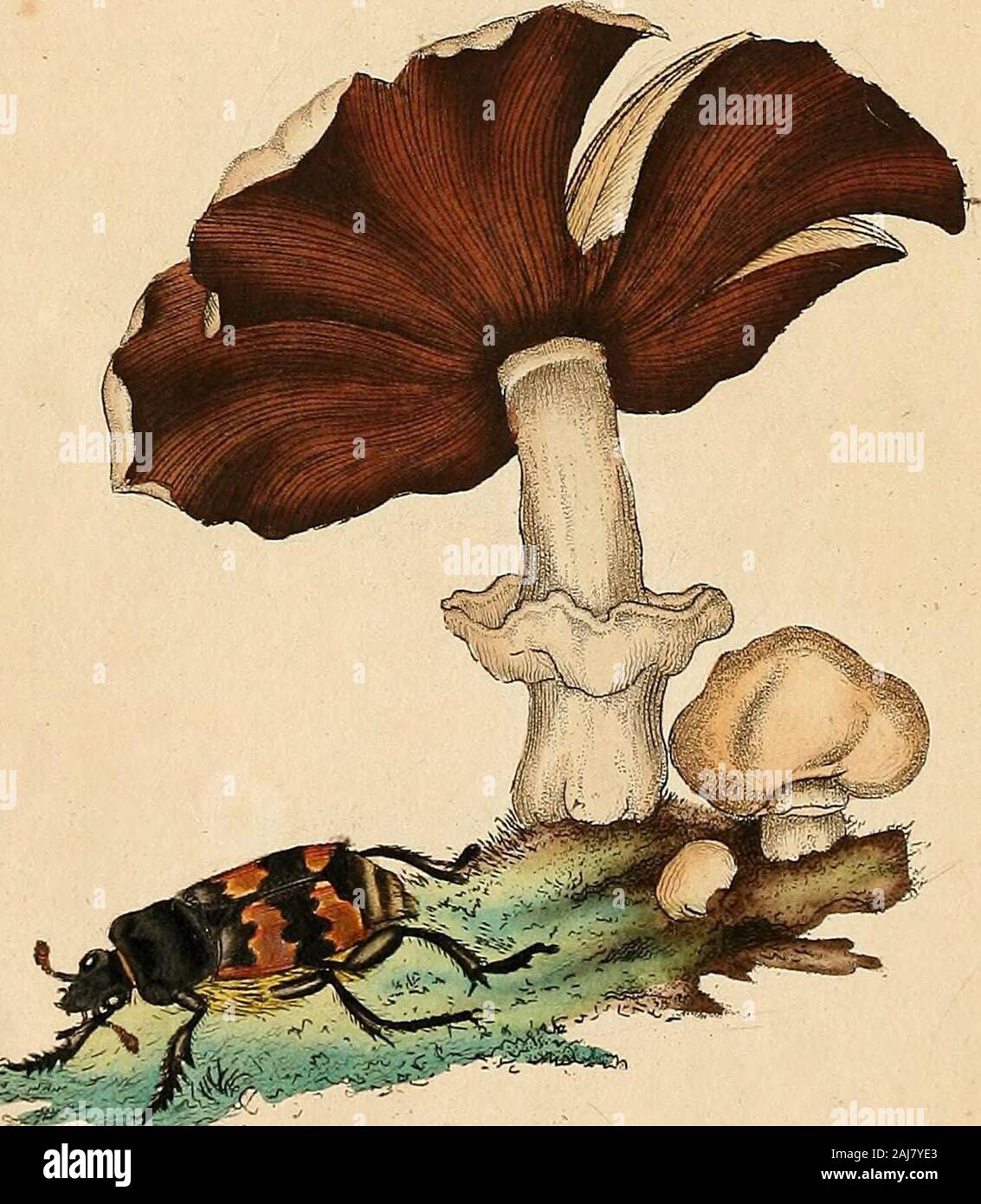 The natural history of British insects : explaining them in their ...