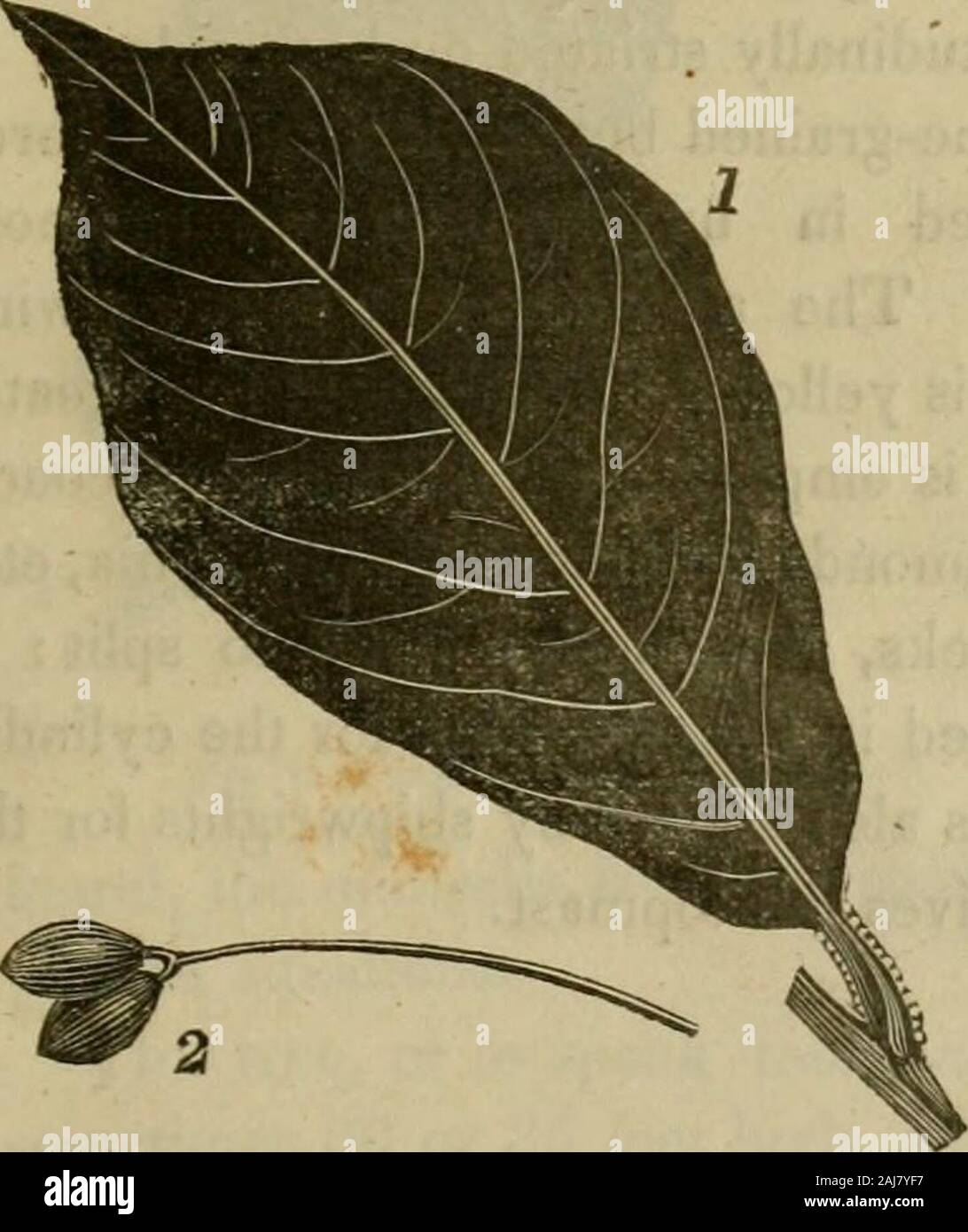 Sour gum tree hi-res stock photography and images - Alamy