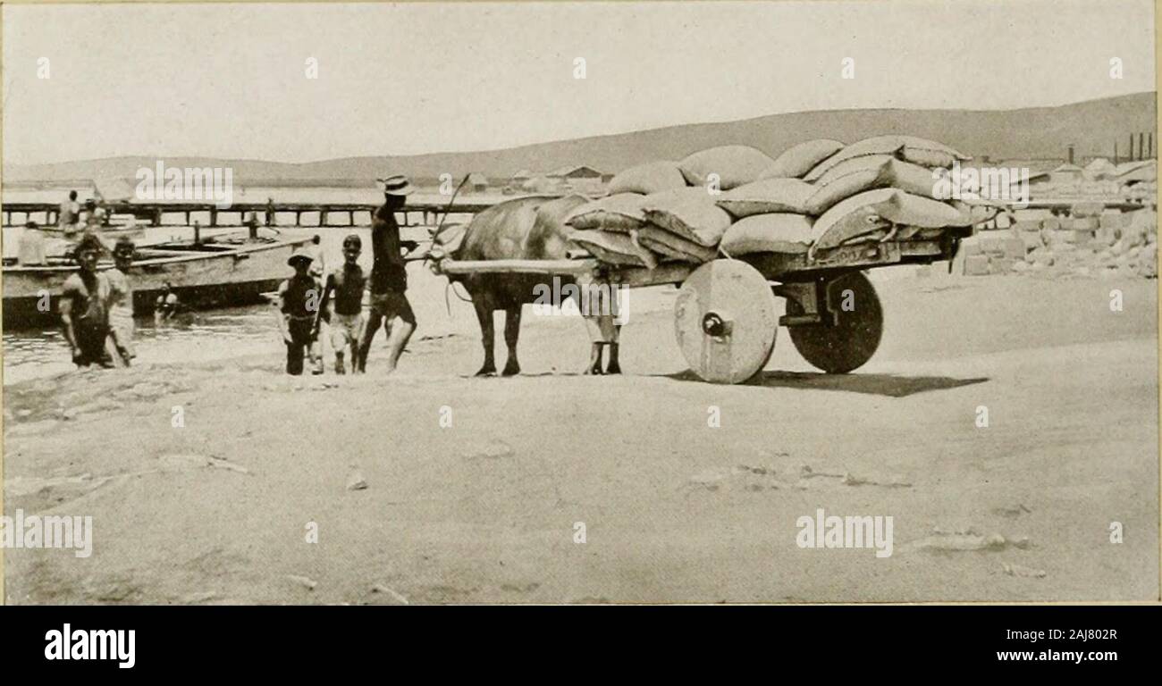 Harvest scenes of the world . A Cart Load of Rice, Manila Stock Photo ...