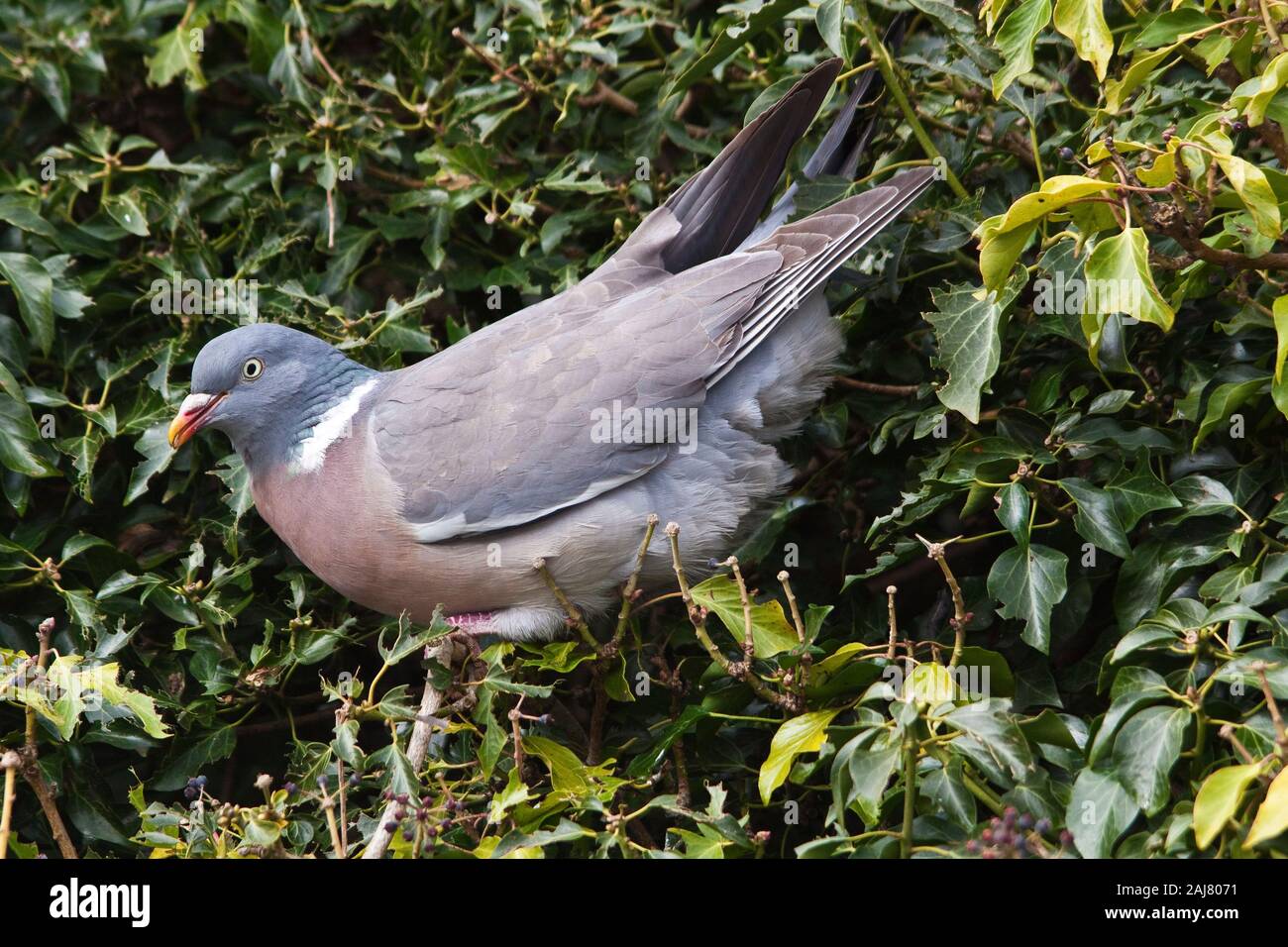 Wood pigeon in an ivy bush Stock Photo - Alamy