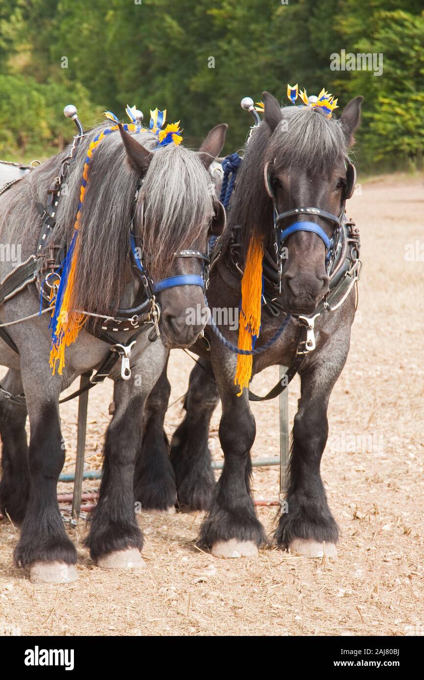 Dutch draft horse hi-res stock photography and images - Alamy