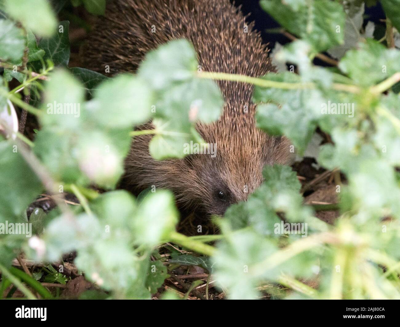 Brief appearance hi-res stock photography and images - Alamy