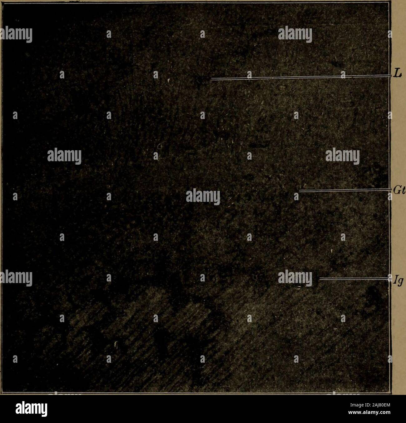 A text-book of dental histology and embryology, including laboratory ...