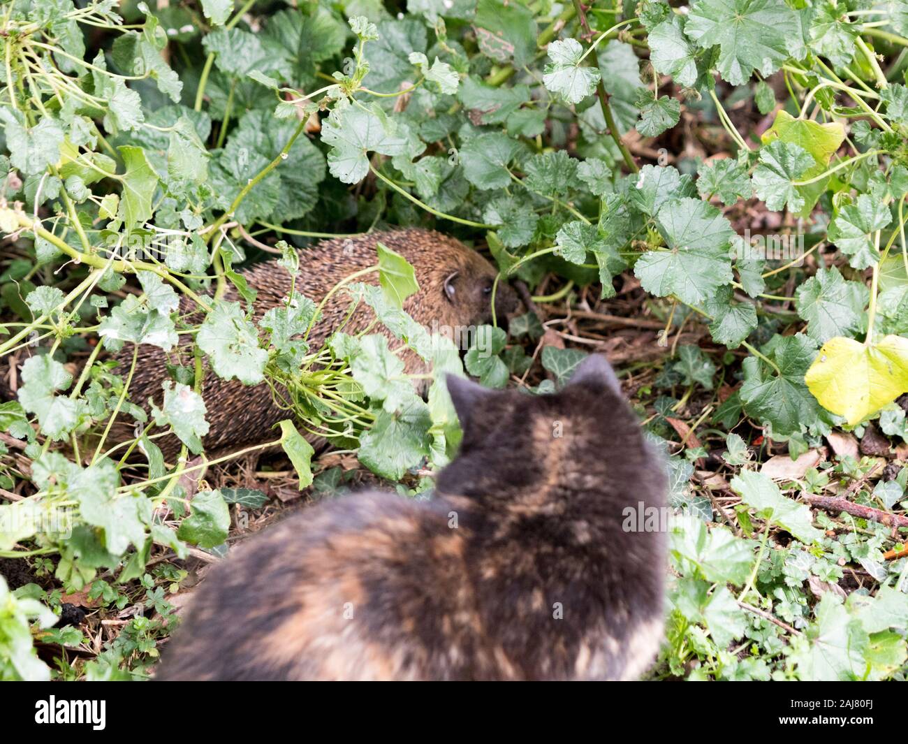 Sheerness, Kent, UK. 3rd January, 2020. A small hedgehog made a brief ...