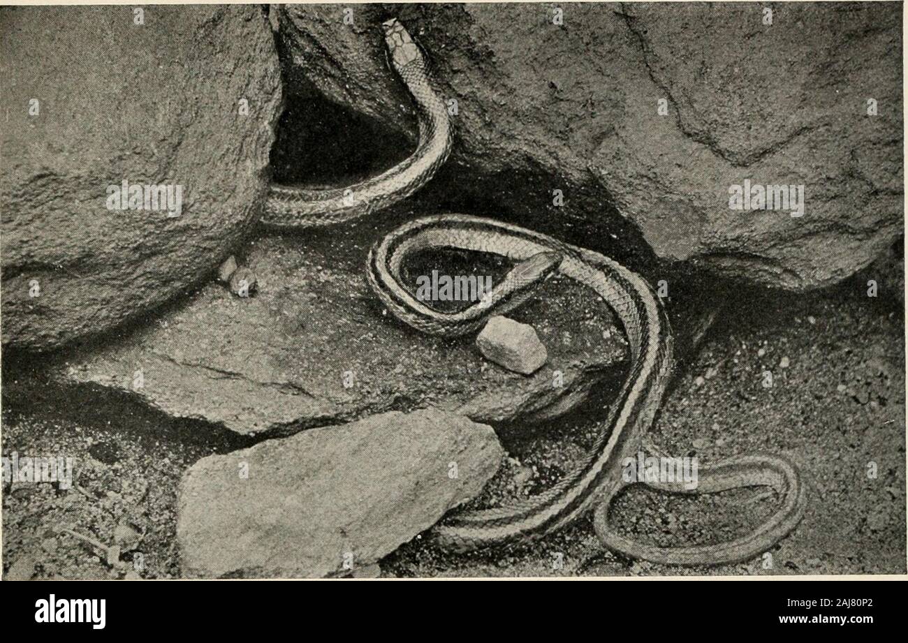 Snakes nest hi-res stock photography and images - Alamy