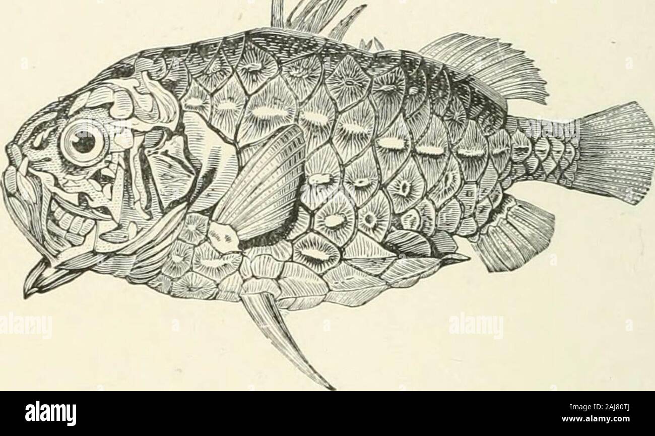 A treatise on zoology . Fig. 433.Pempheris russelli, Day. (After Day ...