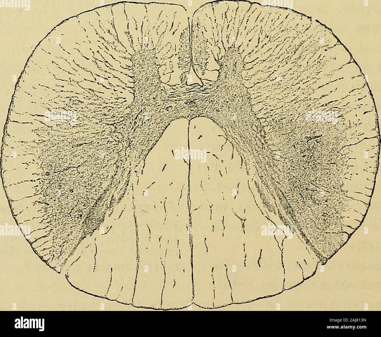 Pyramidal nerve cells hi-res stock photography and images - Alamy