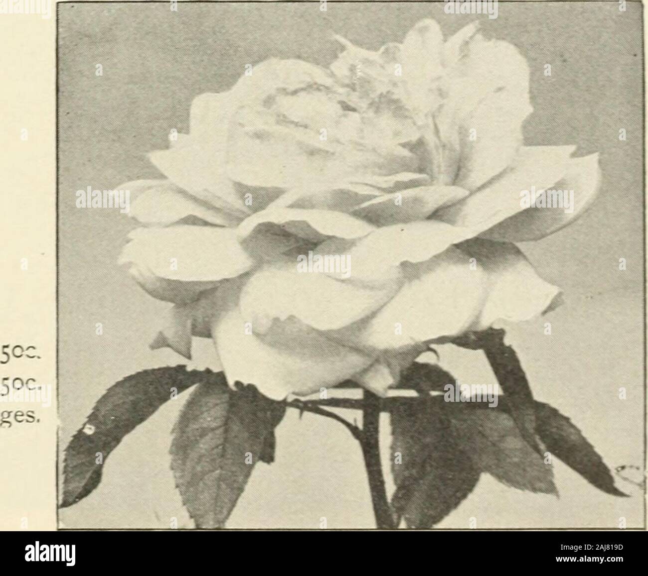 Amy robsart hi-res stock photography and images - Alamy