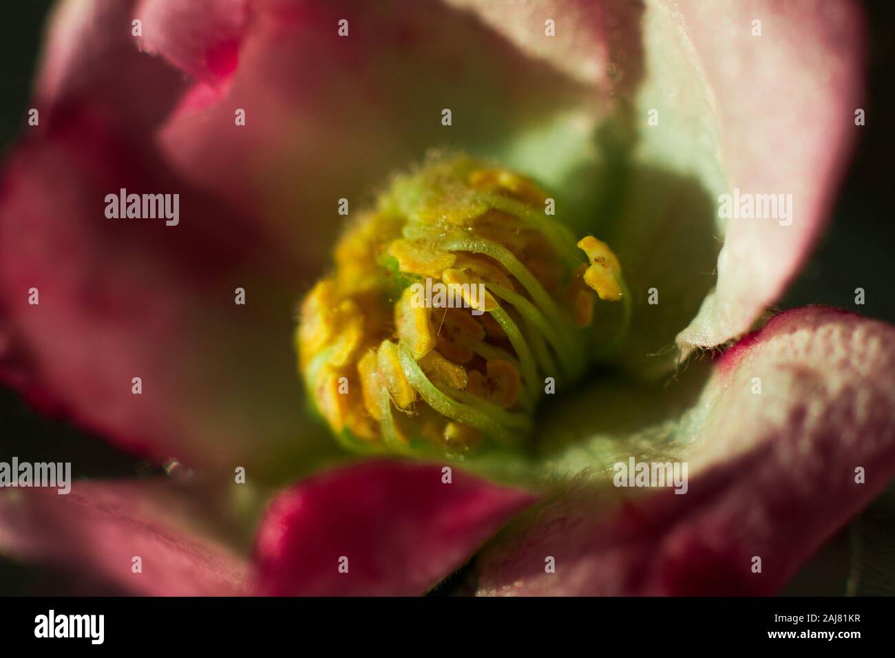 Pollen grains stigma hi-res stock photography and images - Alamy