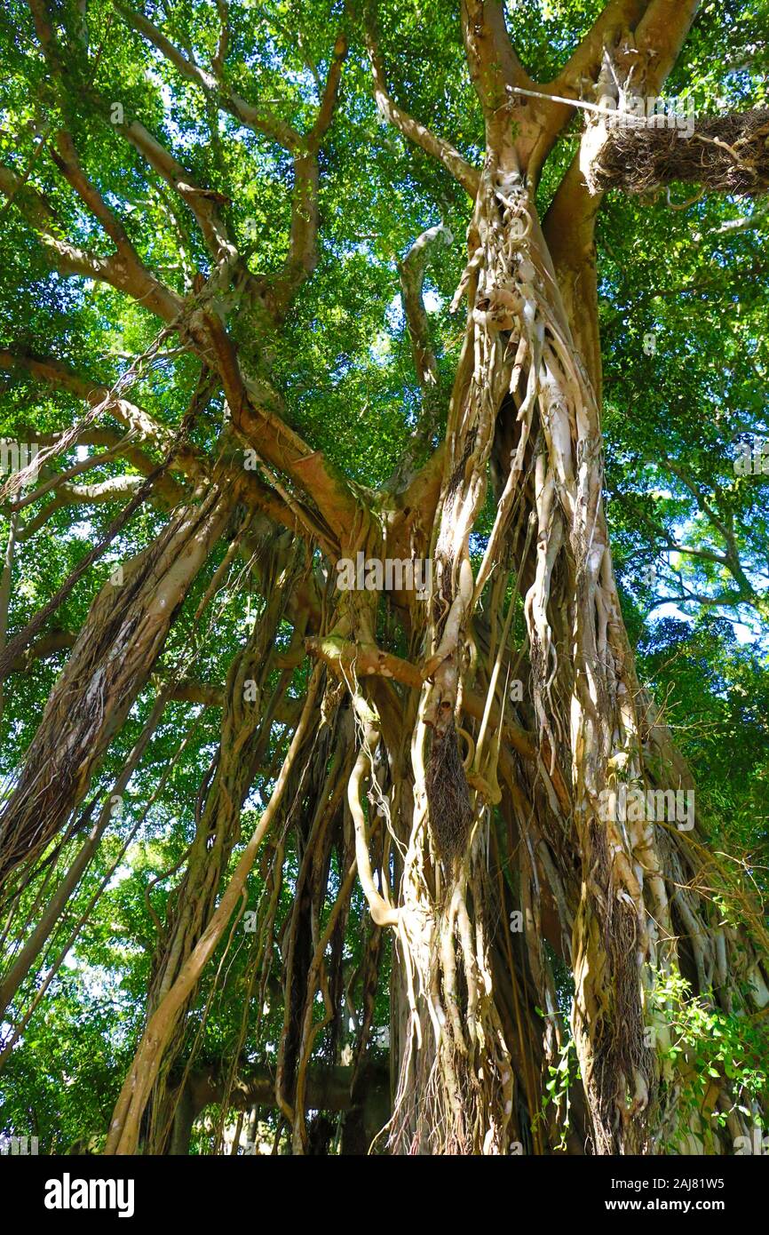 Trees in Maui Stock Photo - Alamy