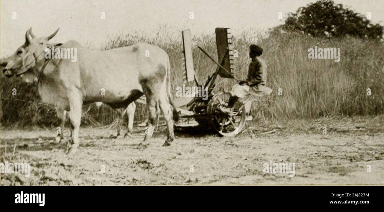 Harvest scenes of the world . Utilizing the Zebu in India The Hay Rake ...