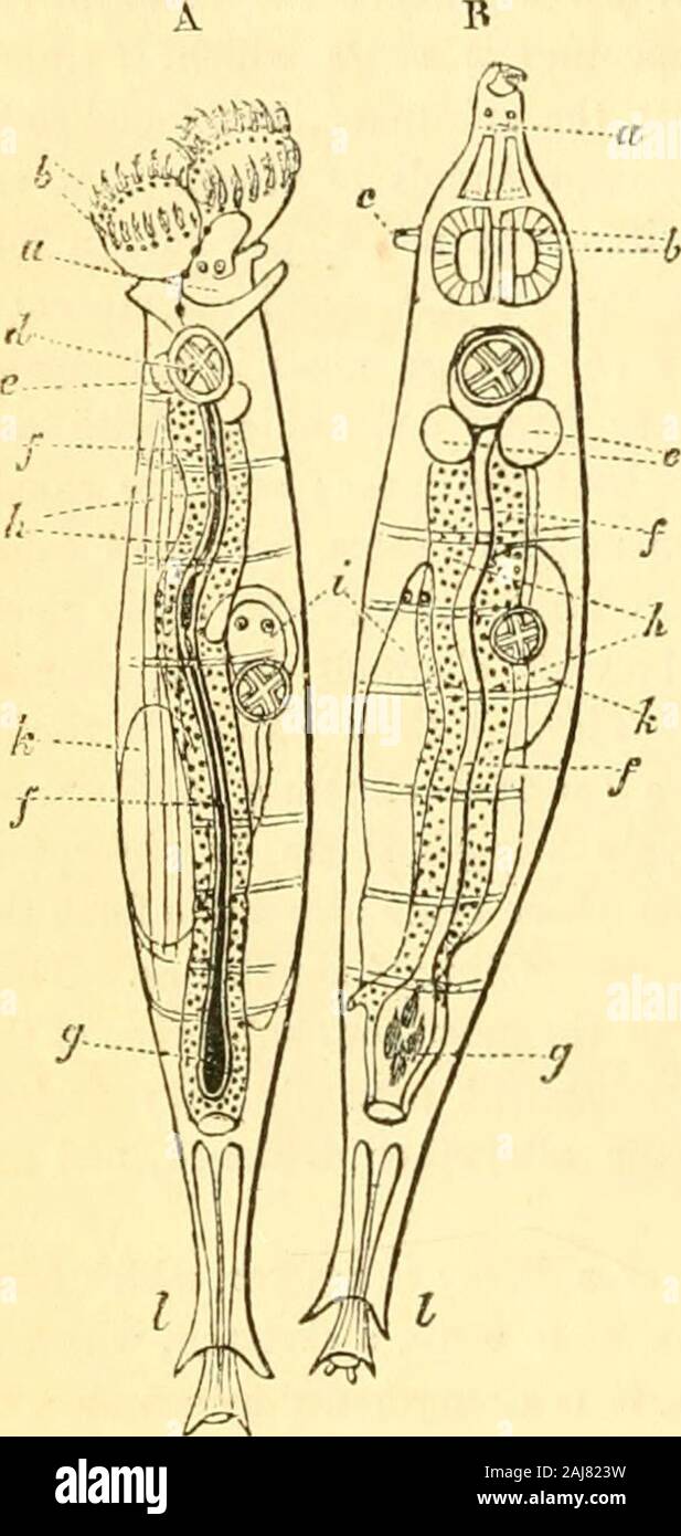 Rotifer Diagram Trunk