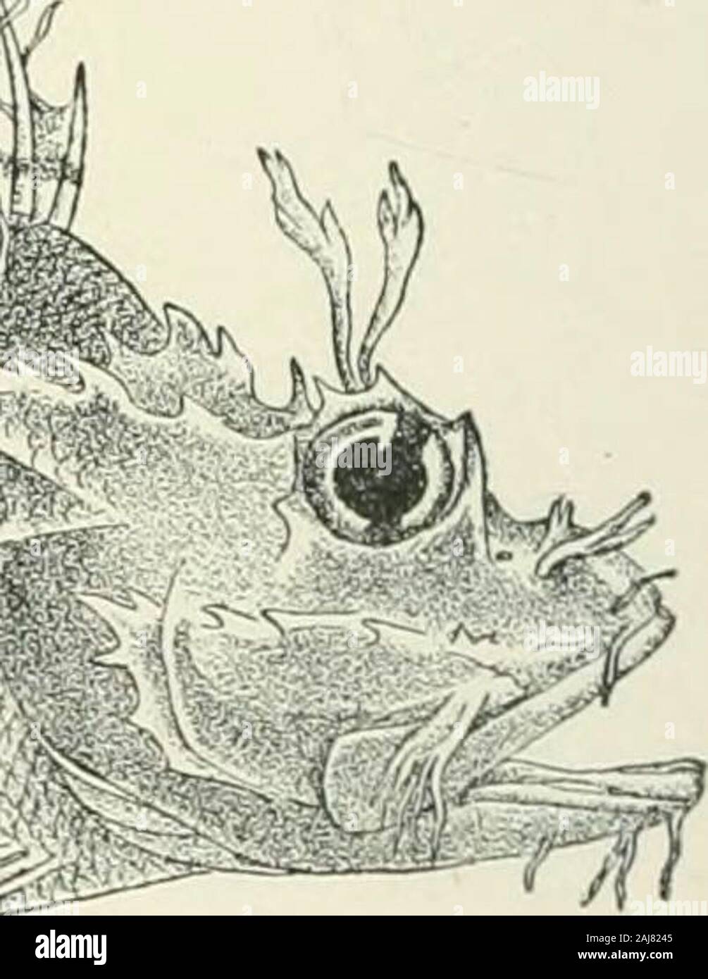 Ostariophysi hi-res stock photography and images - Alamy