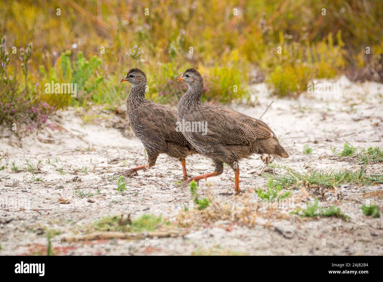 South africa cape spurfowl francolin hi-res stock photography and ...