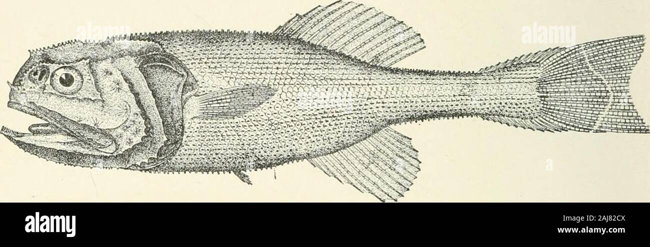 Chiasmodon niger hi-res stock photography and images - Alamy