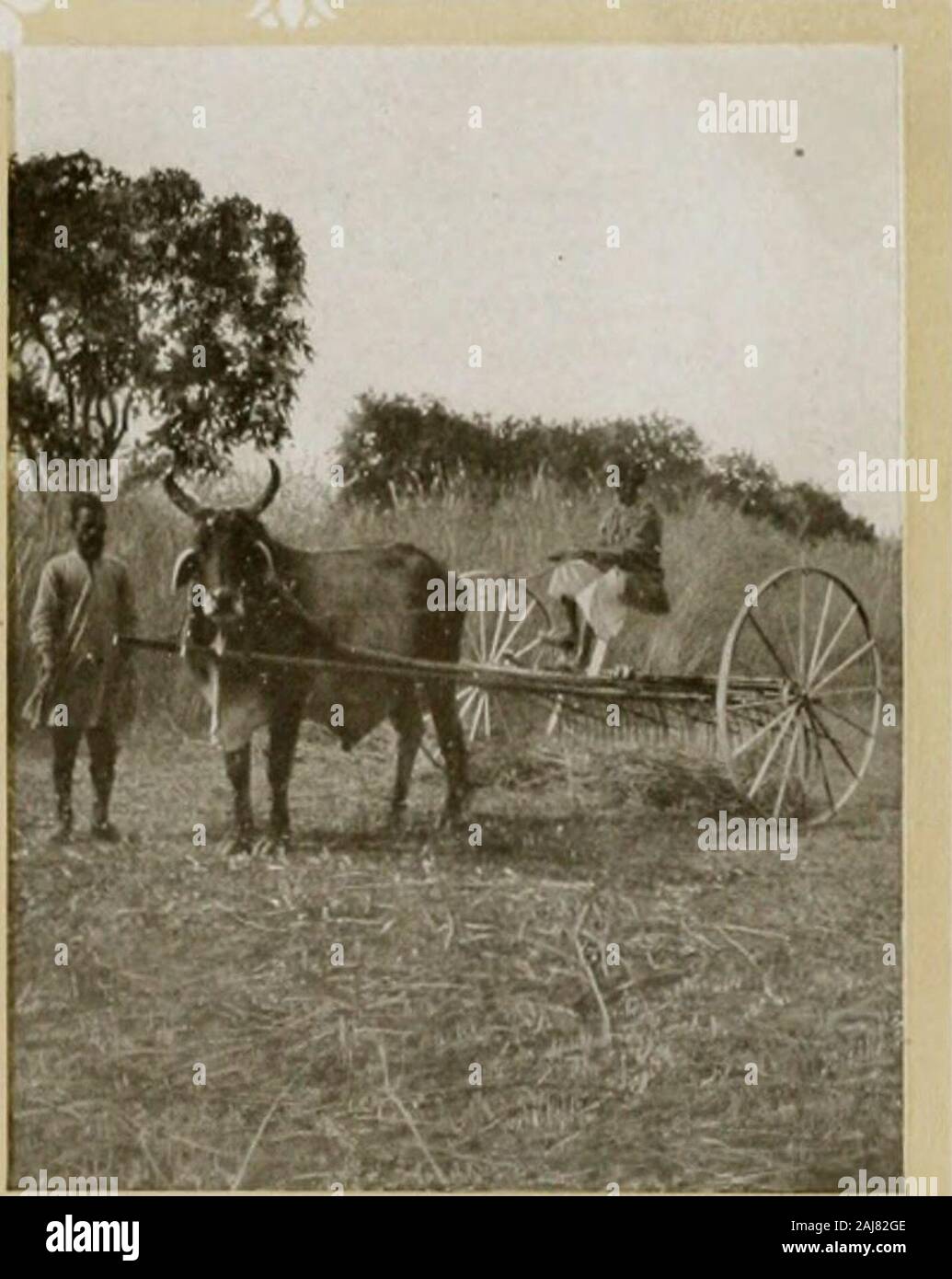 Harvest scenes of the world . Utilizing the Zebu in India The Hay Rake ...