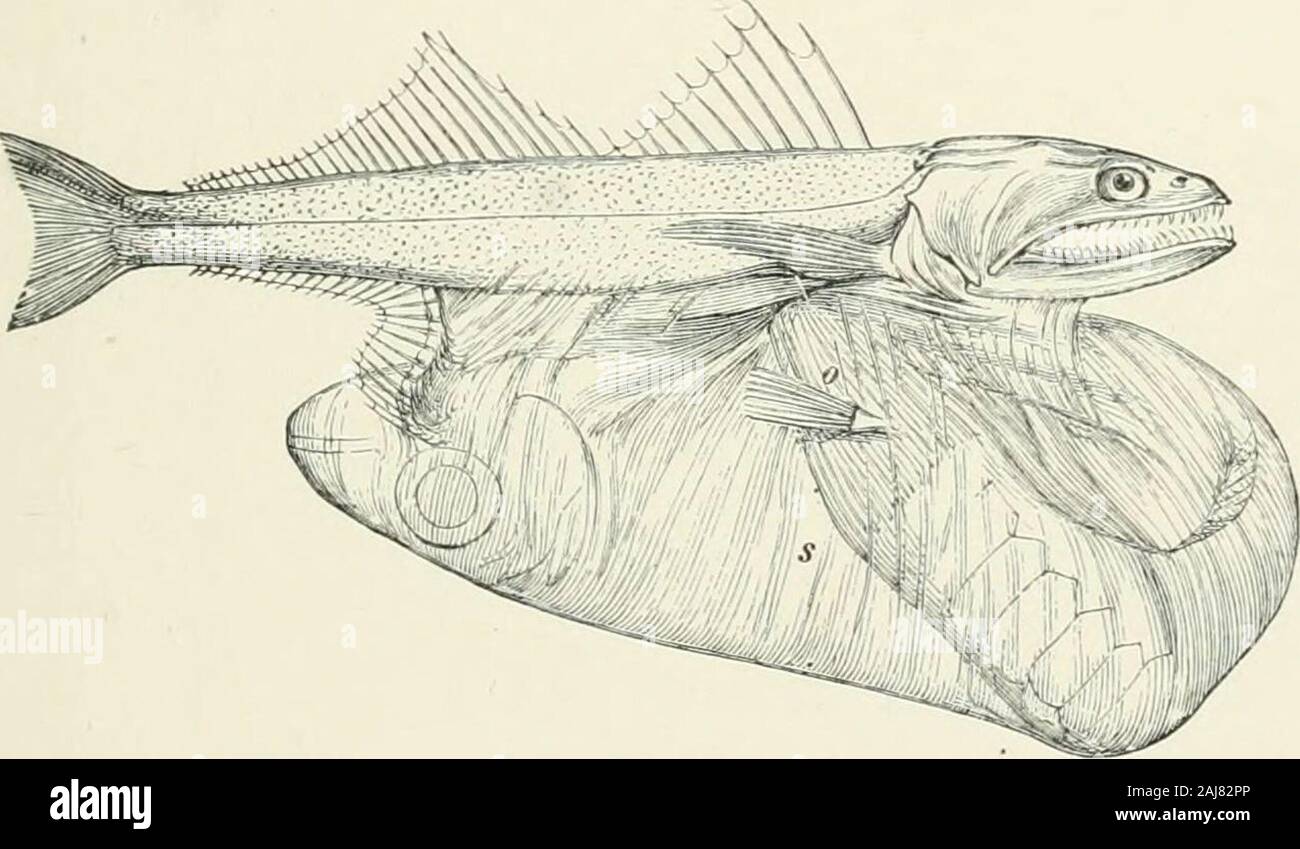 Operculum fish hi-res stock photography and images - Alamy