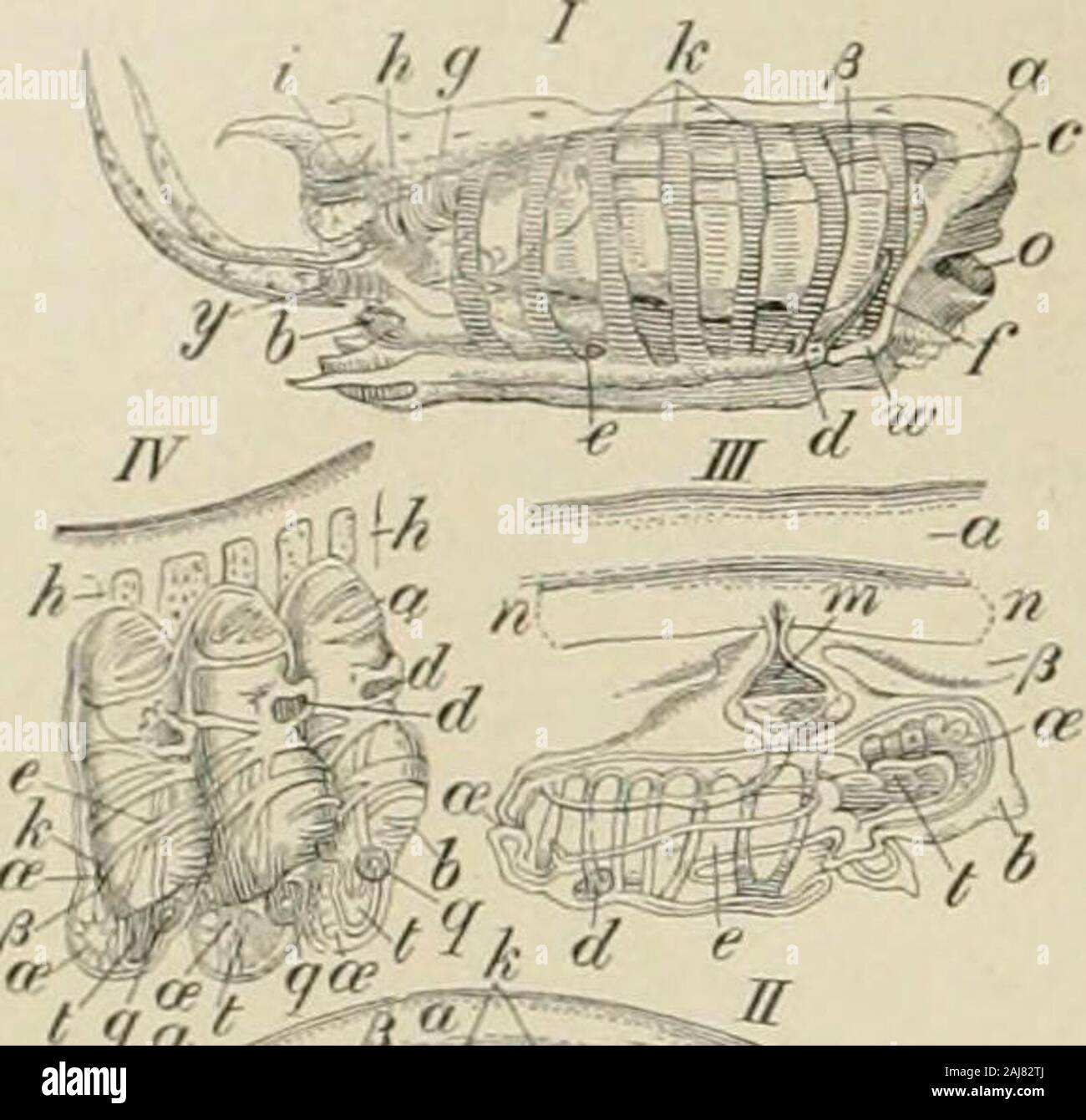 Salopian hi-res stock photography and images - Alamy