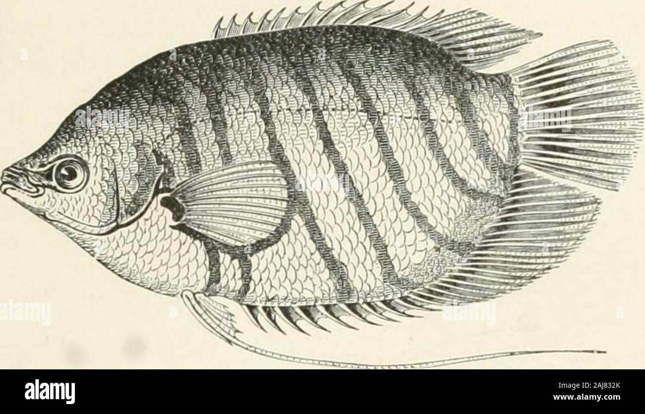 Anabas hi-res stock photography and images - Alamy