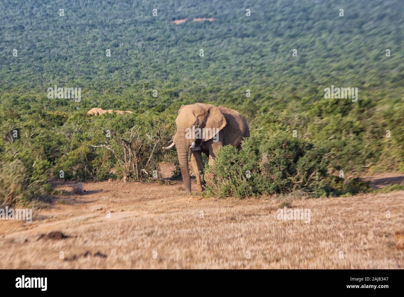 African bull elephant in Addo Elephant National Park,, South Africa ...