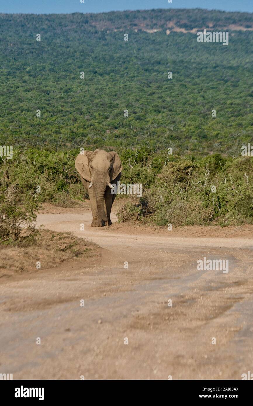 African bull elephant in Addo Elephant National Park, Eastern Cape ...