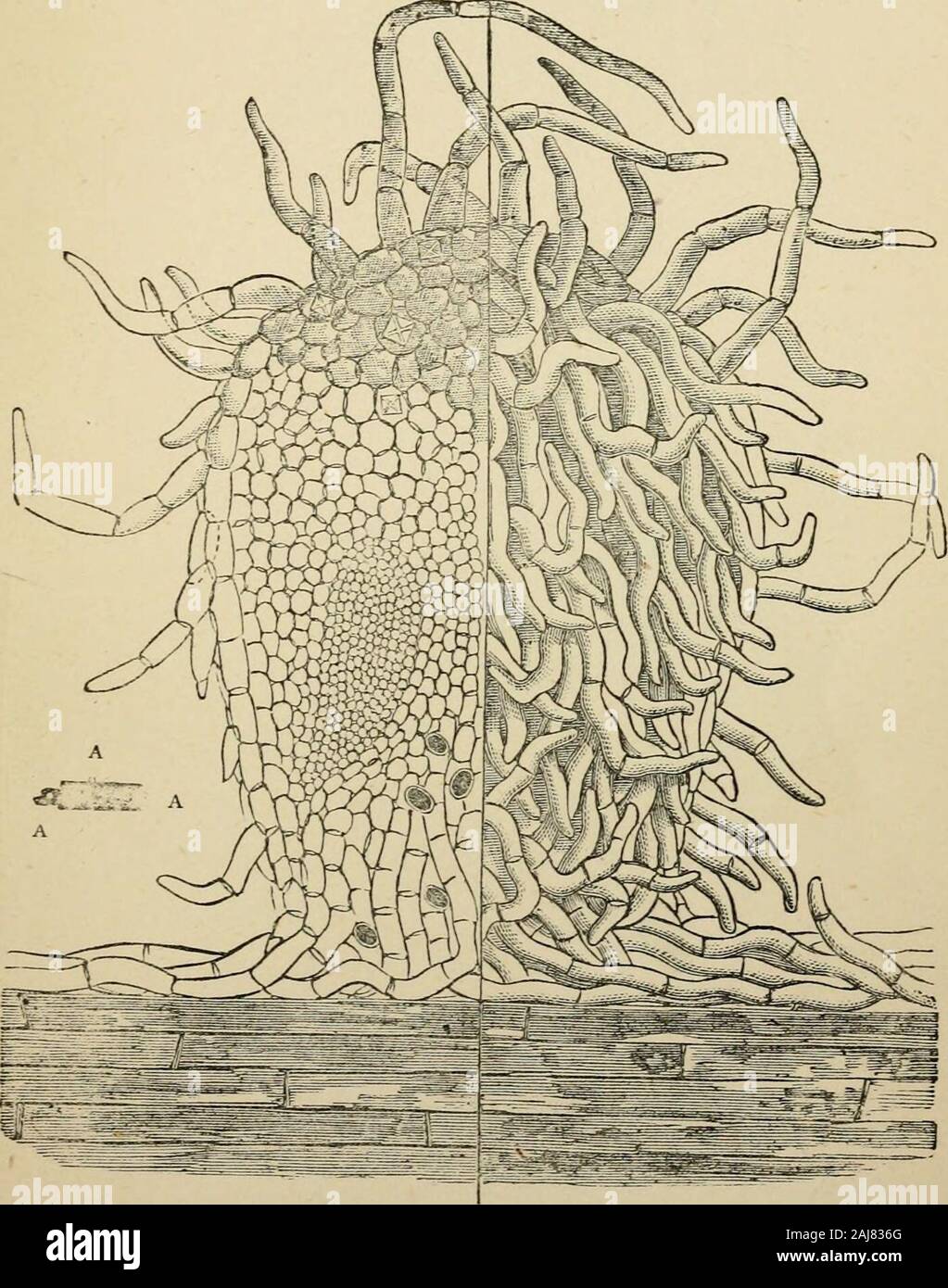Coprinus Under Microscope