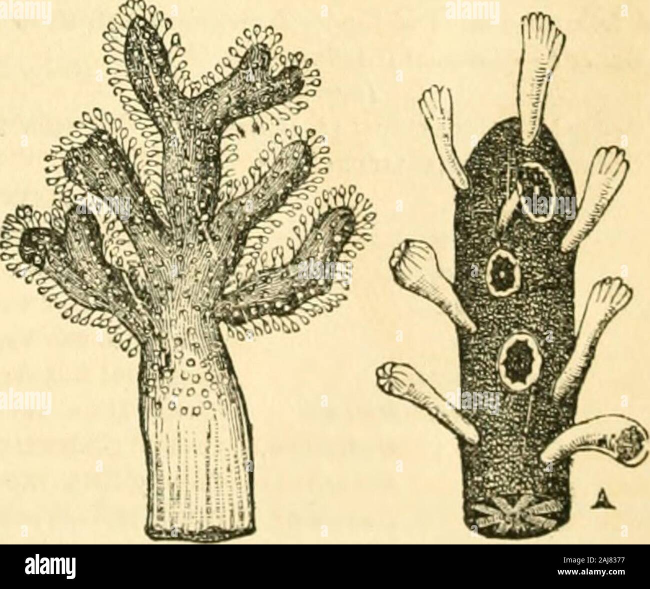 The animal kingdom, arranged after its organization : forming a natural ...