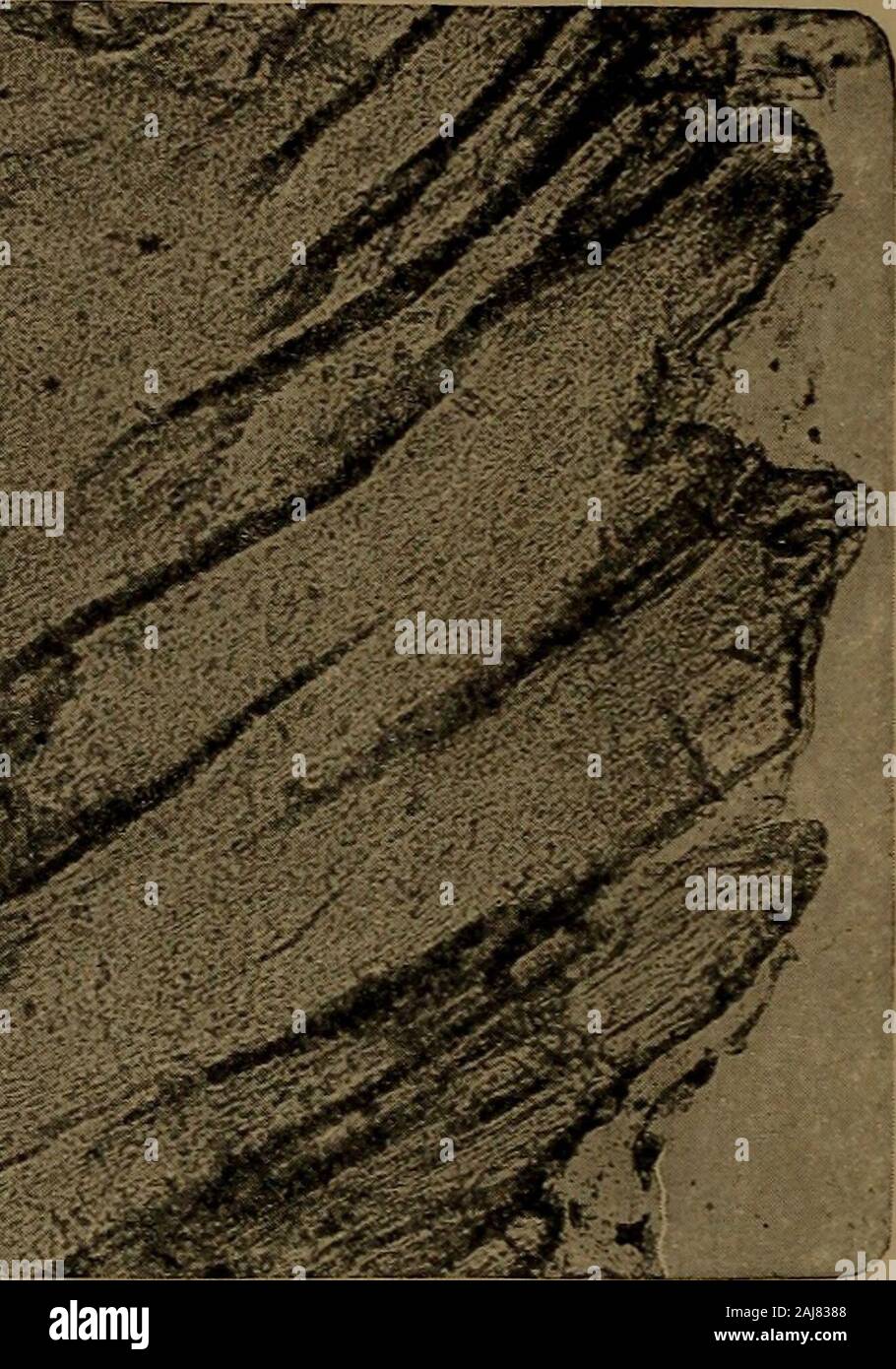 Mottled white areas hi-res stock photography and images - Alamy