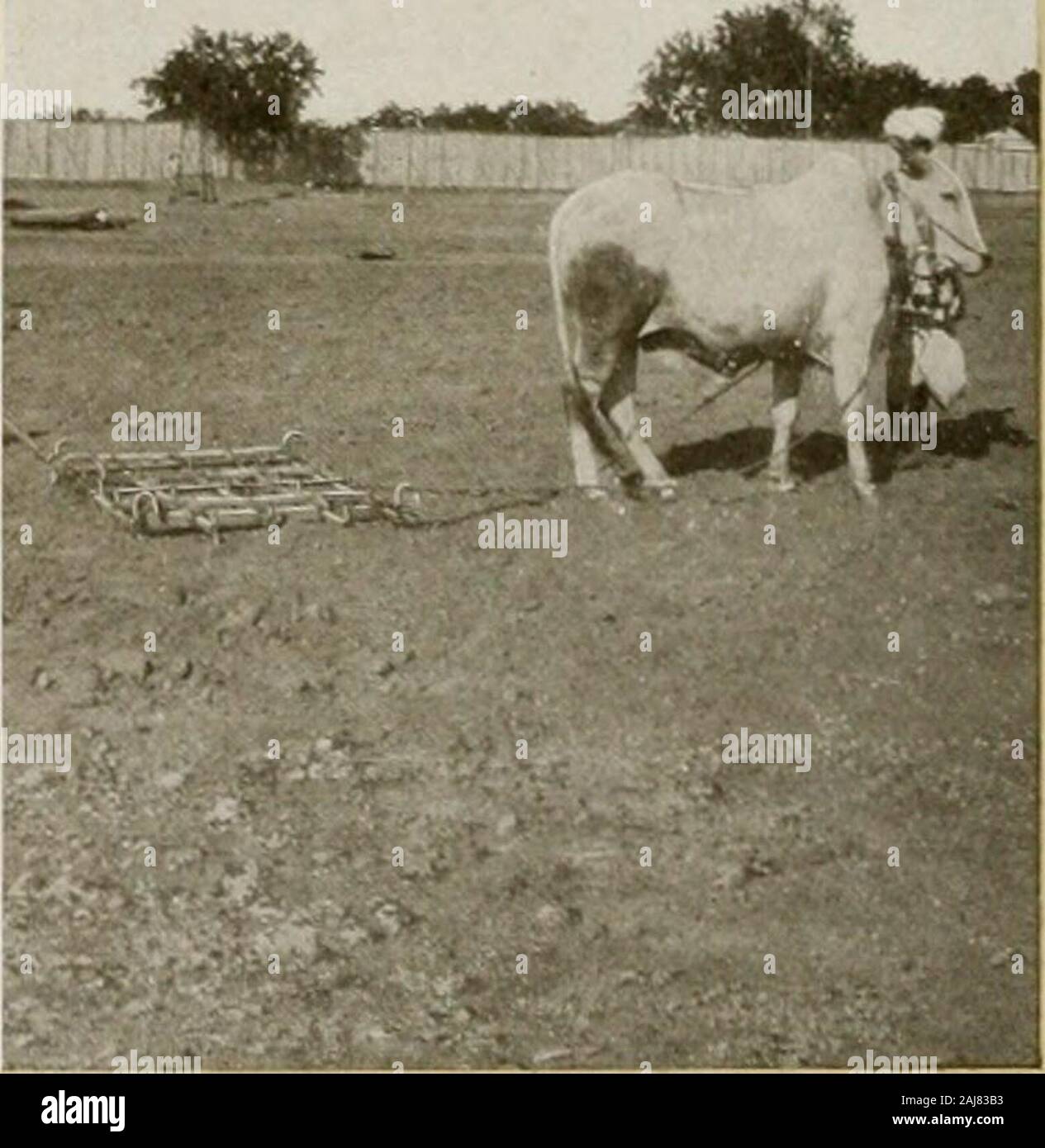 Harvest scenes of the world . Zebu Drawing Spring Tooth Ha Smoothing ...