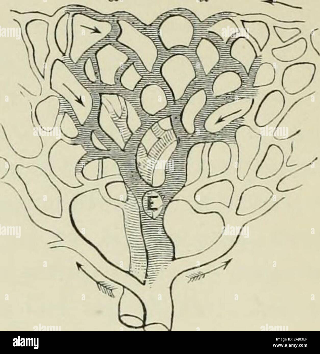 Macerated tissue hi-res stock photography and images - Alamy