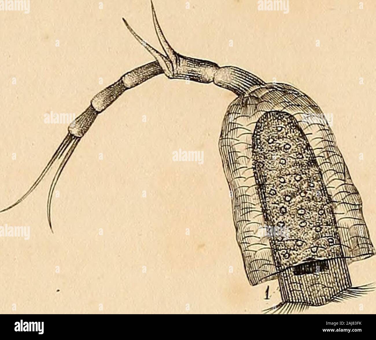 Insects in arms hi-res stock photography and images - Alamy