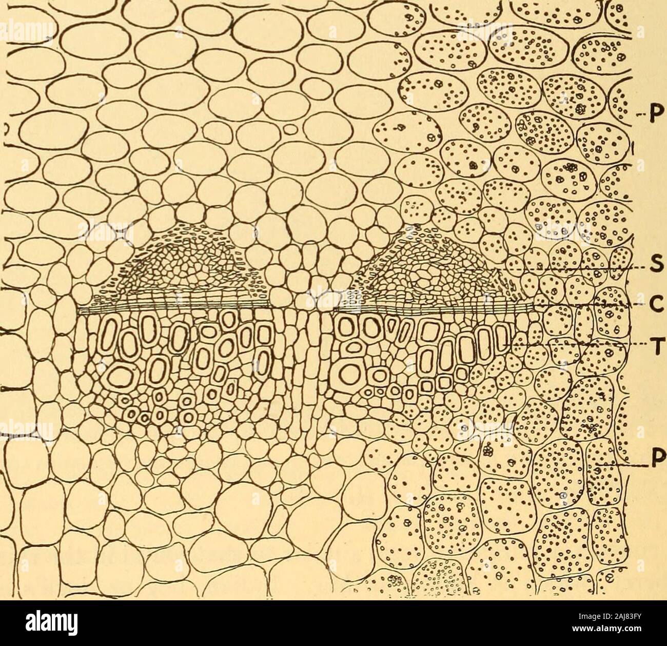 Scientific and applied pharmacognosy intended for the use of students ...