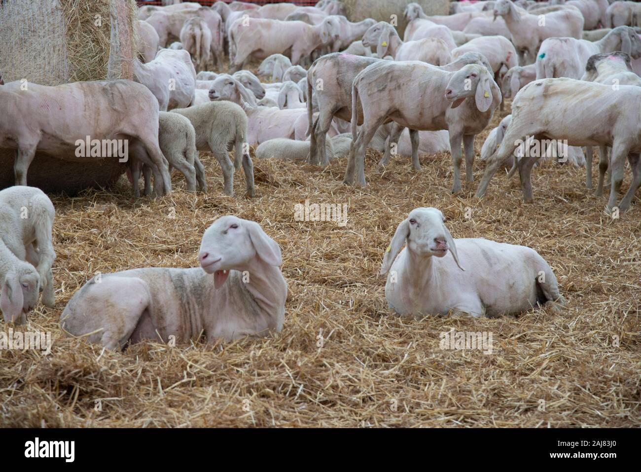 Giant Sheep High Resolution Stock Photography and Images - Alamy