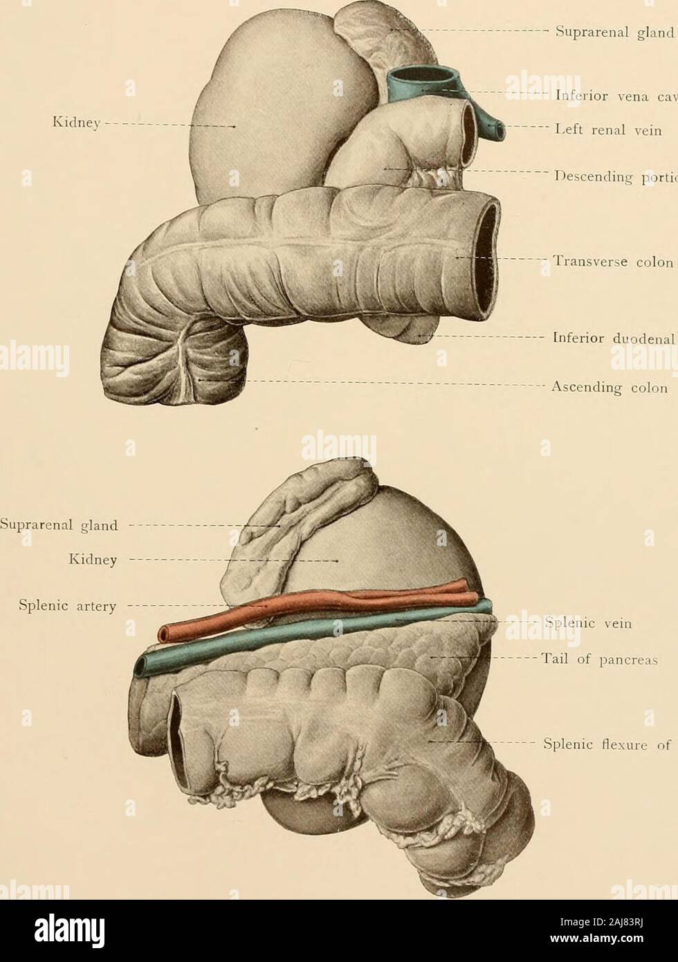 Atlas and text-book of topographic and applied anatomy . Fig. 66. Fig ...