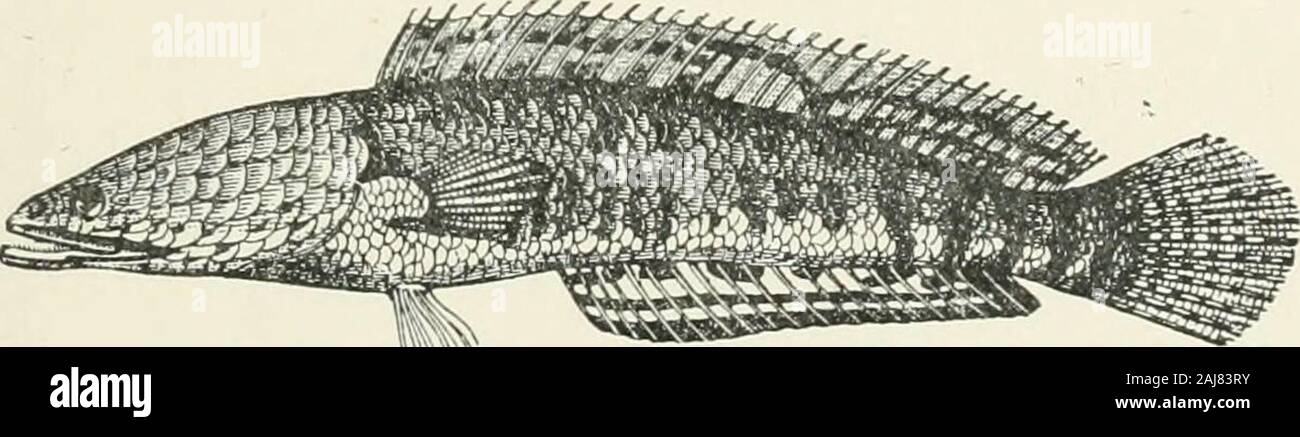 A treatise on zoology . Stromateidae. These are closely related to the ...