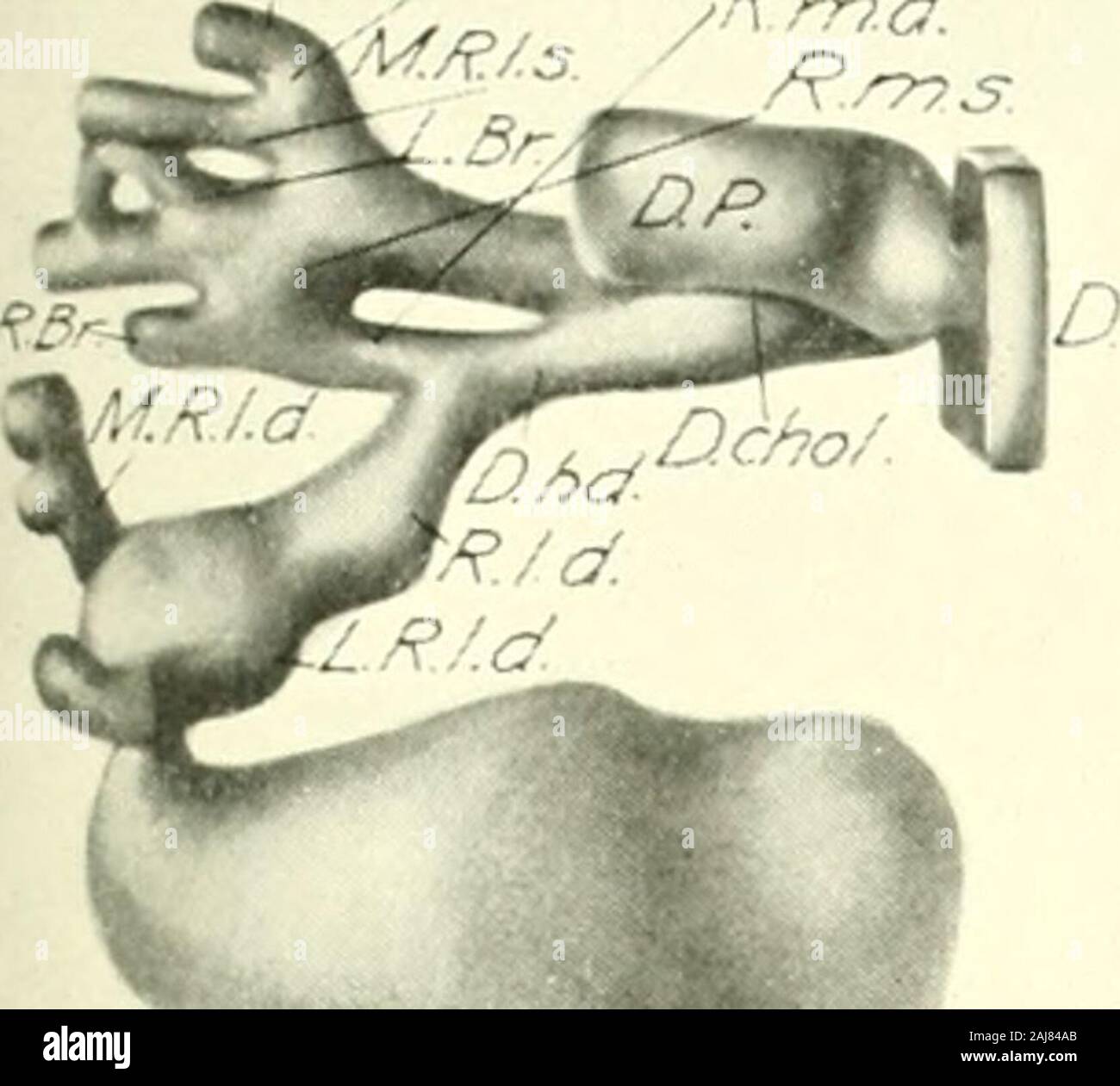 The American journal of anatomy . f.Rjn.s., medial branch left medial L ...